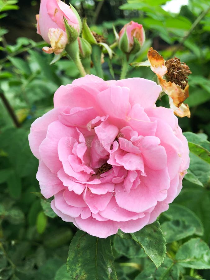 Damask rose flower stock image. Image of pink, rose, flora - 93804251