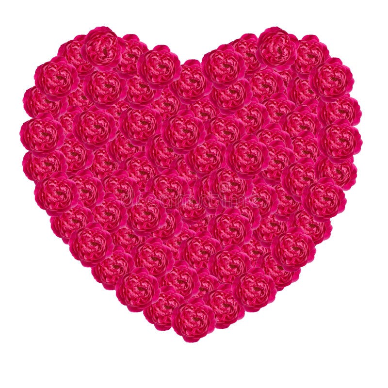 Damask rose heart stock photo. Image of rosaceae, feminine - 46084414