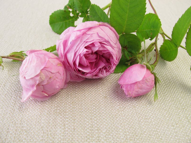Damask roses stock photo. Image of rose, medicinal, aromatherapy - 57435892