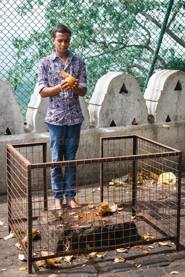 Devotee Praying before Breaking a Coconut in the Golden Cave Temple ...