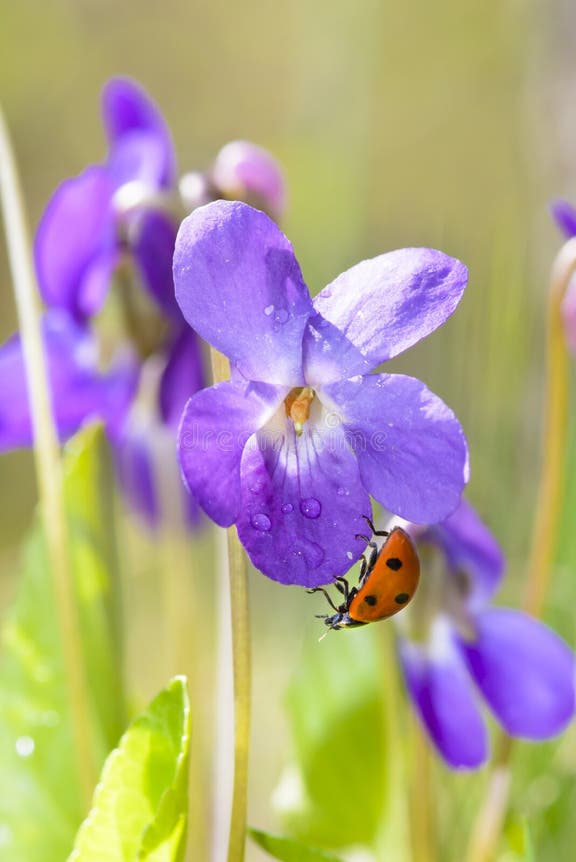 Dame Bug Op Viola Odorata Bloom Stock Afbeelding - Image of vers, knop ...