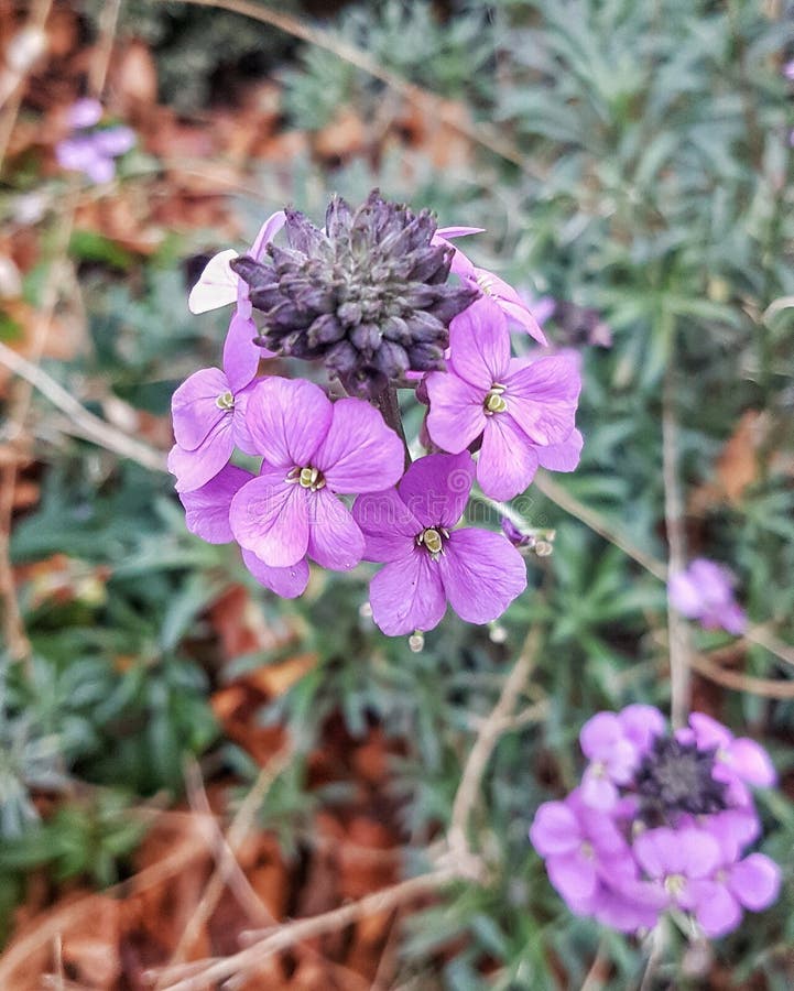 Dame`s Rocket flower stock photo. Image of nature, arrangement - 114370034