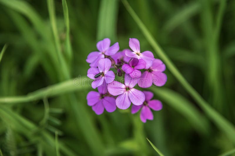Dame`s Rocket flower stock photo. Image of nature, arrangement - 114370034