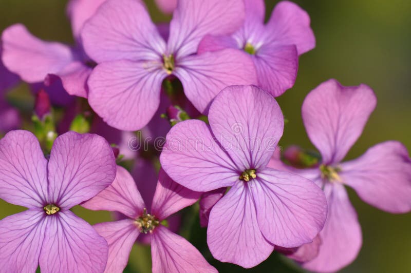 Dame`s Rocket flower stock photo. Image of nature, arrangement - 114370034