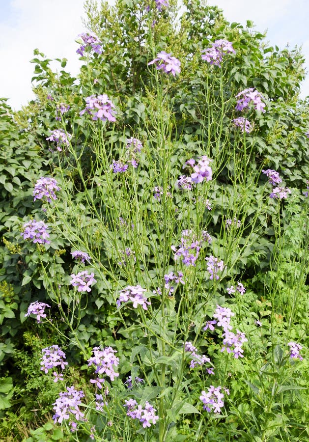 Dame S Rocket. Hesperis Matronalis Stock Photo - Image of japan, nohana ...