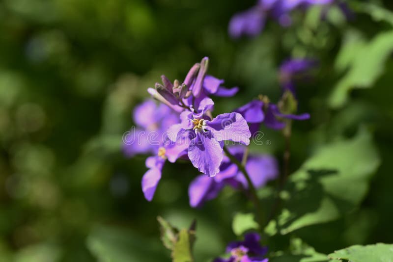 Dame`s rocket flowers stock image. Image of beauty, botanical - 143965441