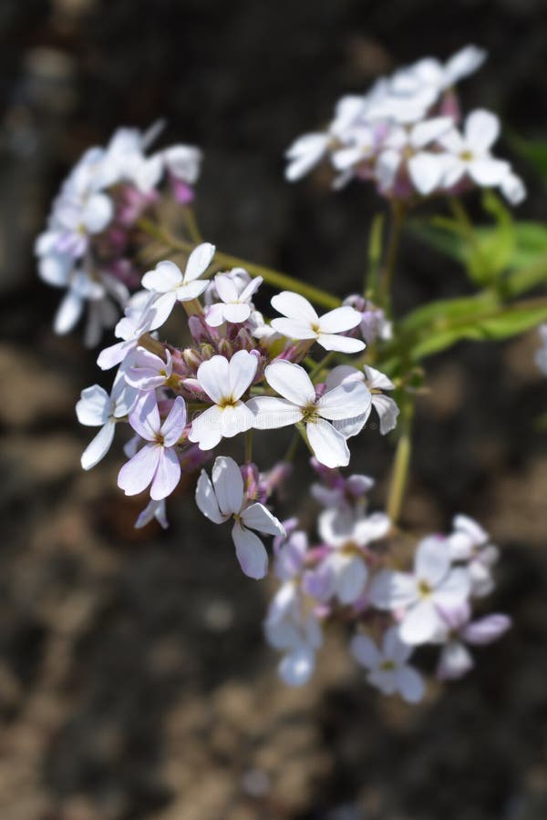 Dames rocket stock photo. Image of matronalis, botany - 169582000
