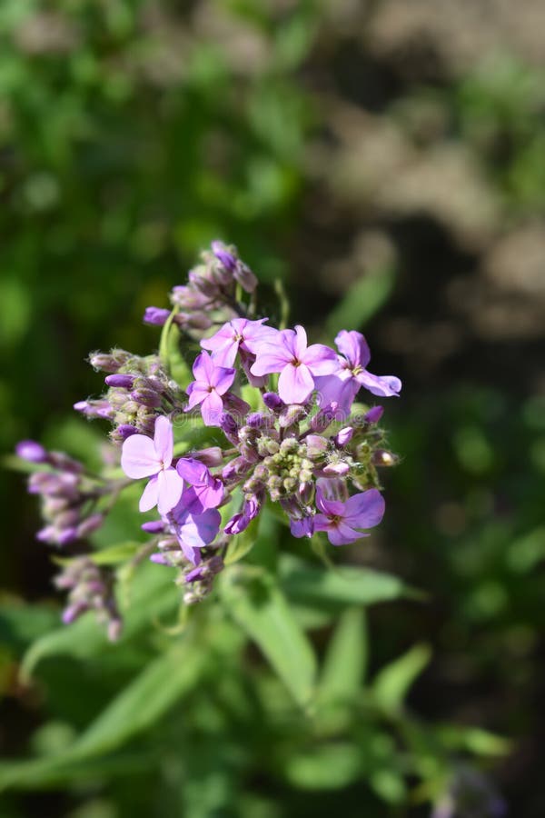 Dames rocket stock photo. Image of flower, close, rocket - 179885240