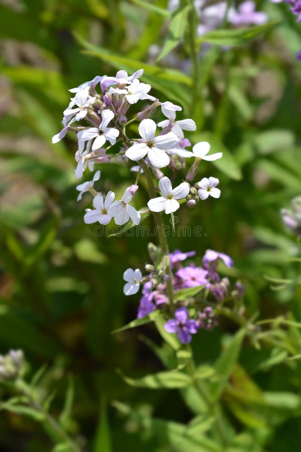 Dames rocket stock image. Image of outdoors, garden - 169477719