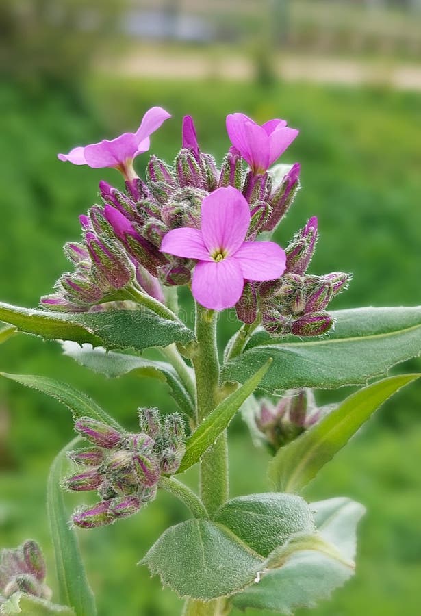 Dames Rocket (Hesperis Matronalis) Stock Photo - Image of flower ...