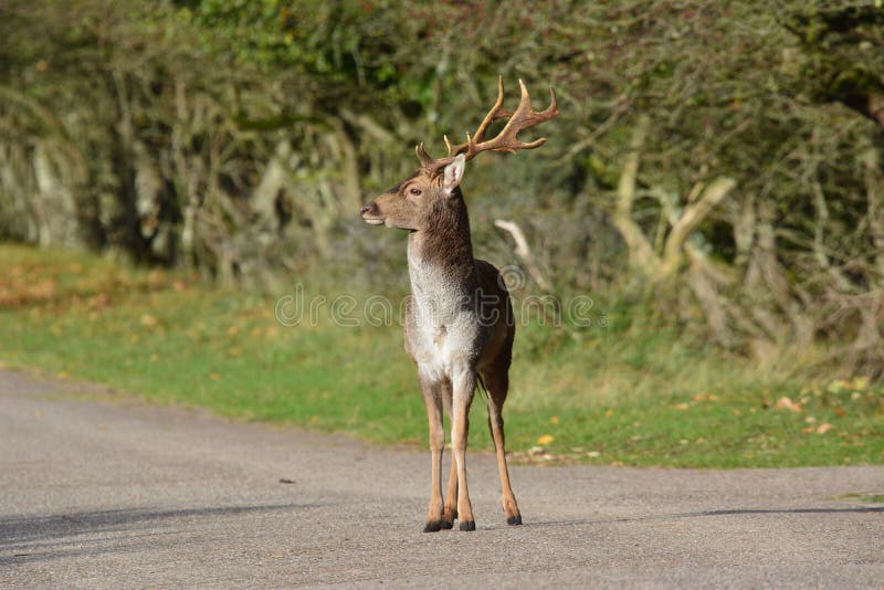 Damhirsche in Amsterdamse Waterduinen Stockfoto - Bild von sonne, schön ...