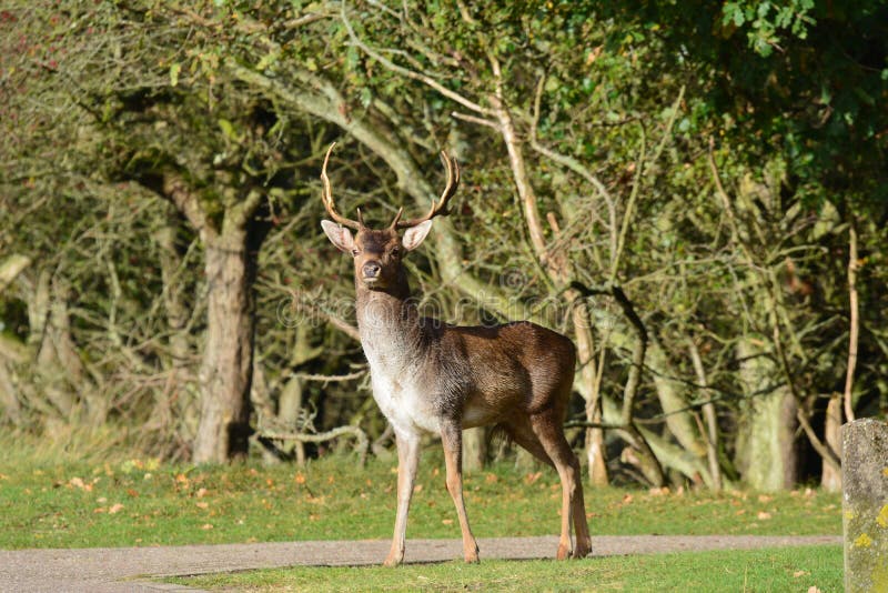 Damhirsche in Amsterdamse Waterduinen Stockfoto - Bild von sonne, schön ...