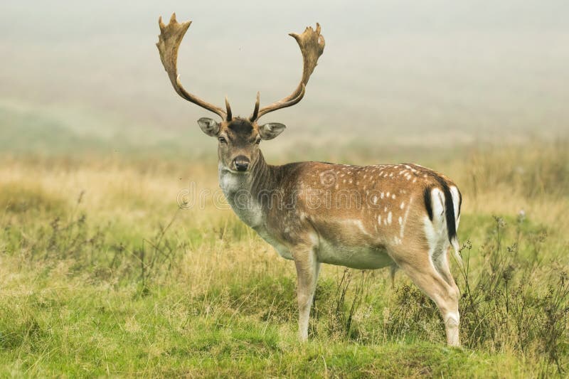 Damhirsche, Die Mit Adlerfarn Und Zaun Stehen Stockbild - Bild von tier ...