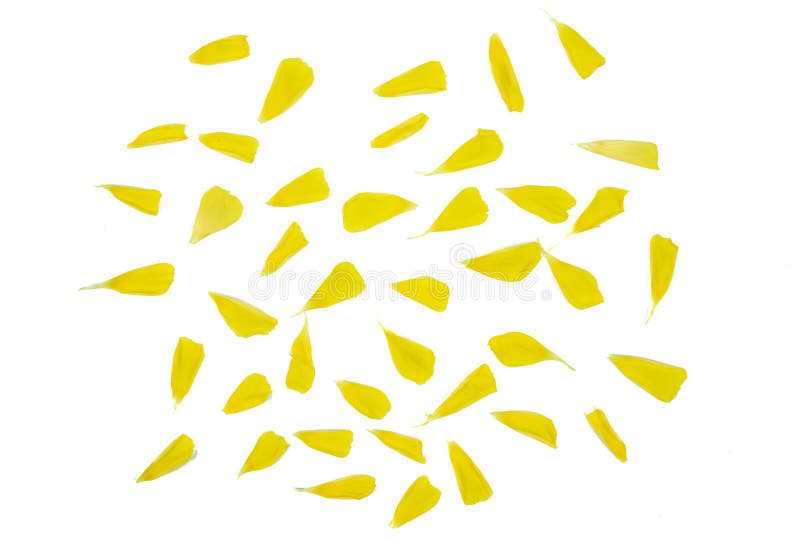 Damiana or Turnera Diffusa Flower Petals on a White Background Stock ...