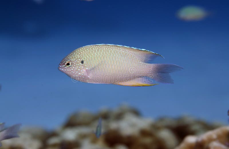 Damisela Azul Imagen. Imagen: 6284720