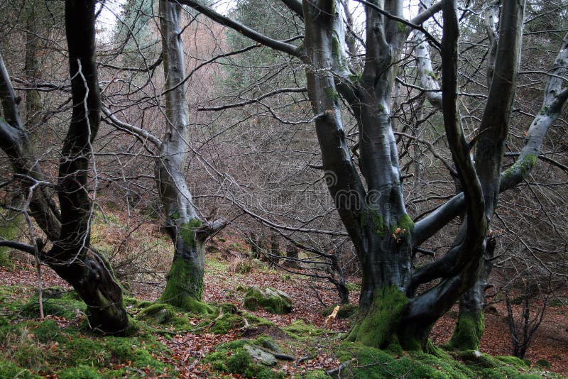 Damp Forest stock photo. Image of scene, trunks, nature - 1749694