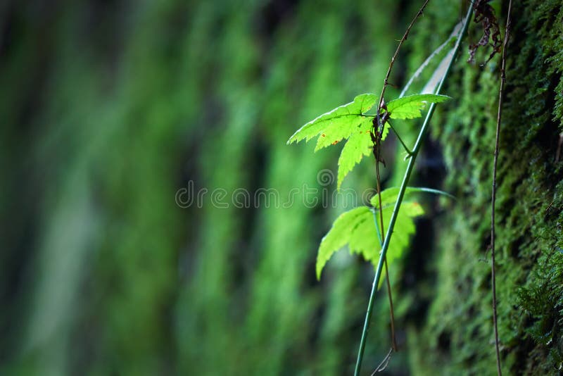 Damp Forest Closeup stock photo. Image of oregon, north - 109877094