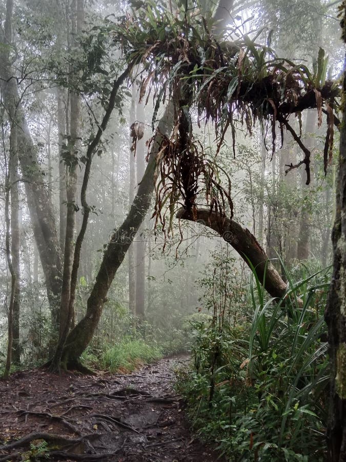 Damp forest stock image. Image of alone, vegetation - 265995227