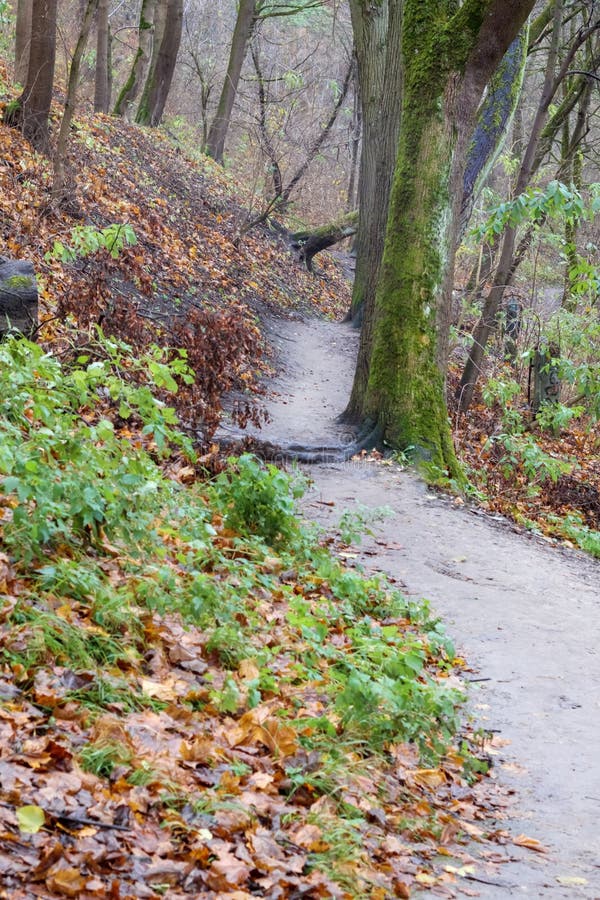 .a Damp Forest Road Winding between Trees Whose Leaves Have Begun To ...
