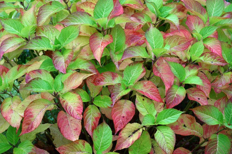 Fall. Hydrangea Macrophylla Leaves at a Distance. Stock Photo - Image ...