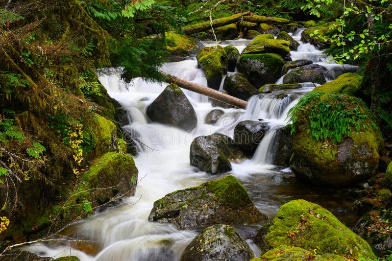 Damp Mountain Stream Scene Green Moss and Falling Fresh Water Over ...