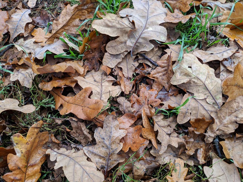 Damp Oak Leaves on the Grass Stock Photo - Image of forest, weather ...
