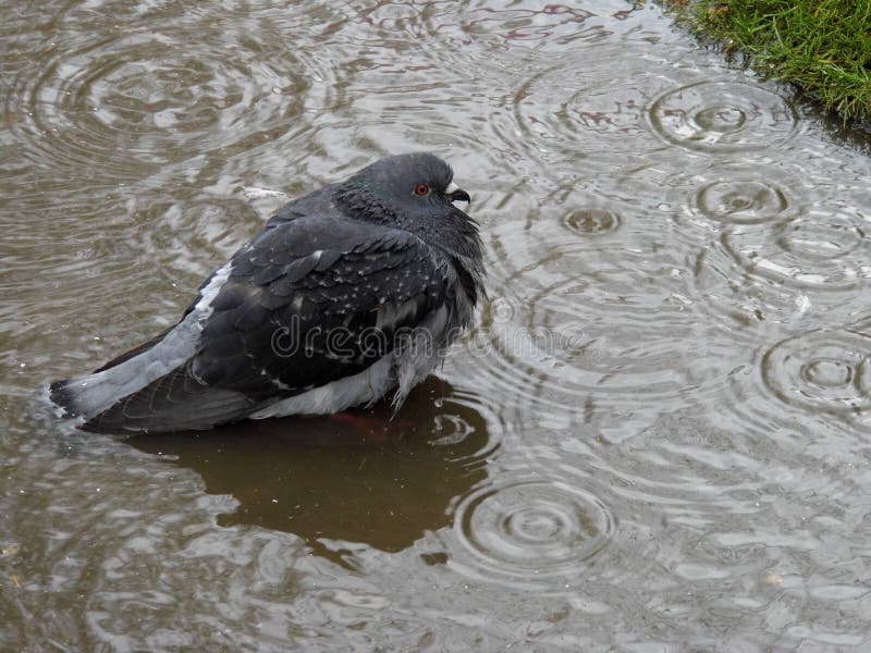 614 Sad Pigeon Stock Photos - Free & Royalty-Free Stock Photos from ...
