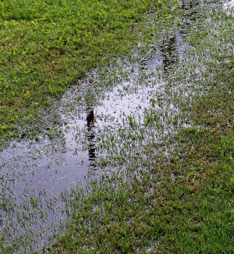 Damp Soil with Water Emerging Due To the Surface Aquifers Stock Photo ...