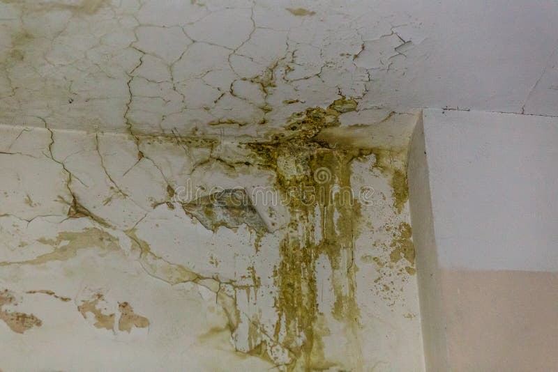 Damp spots stock photo. Image of water, addled, humidity - 197307046