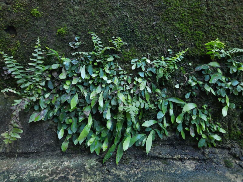 Damp Walls are Easy To Grow Moss Stock Photo - Image of moss, grow ...