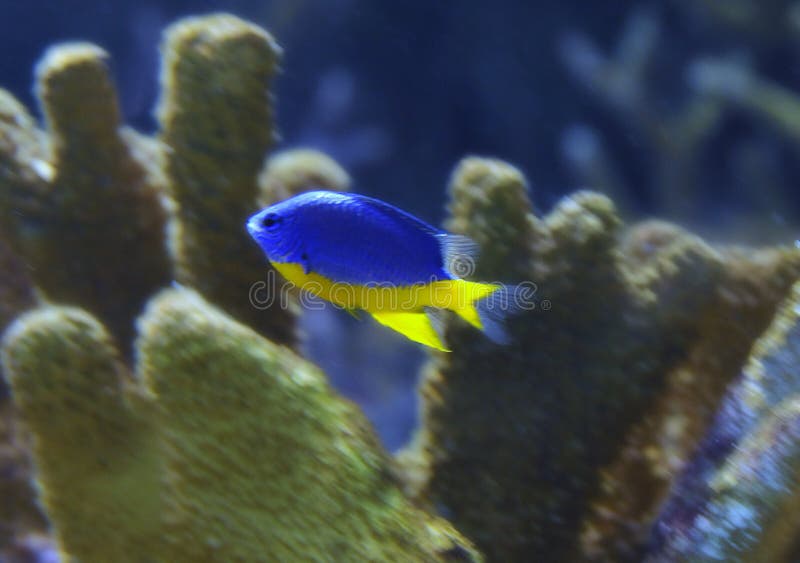 Picasso stock photo. Image of piccaso, water, picasso, rhinecanthus ...