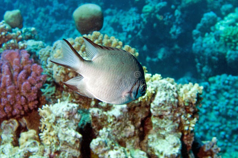 Damsel-Fish (leucogaster Do Amblyglyphidodon) Foto de Stock - Imagem de ...