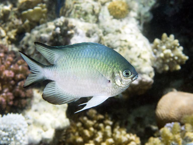 Damsel fish red sea 库存图片. 图片 包括有 深深, 和平, 礁石, 海运, 结算, 小丑 - 10645881