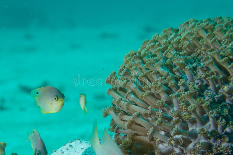 Damsel fish stare down stock photo. Image of animals - 24986542