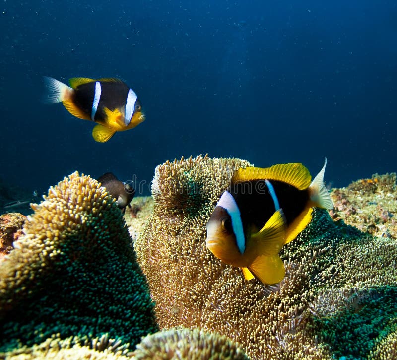 Damsel fishes stock photo. Image of animal, fish, explore - 21196710