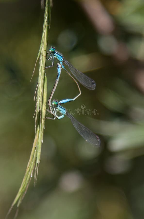 Damsel Flies mating stock image. Image of parc, mating - 32353495