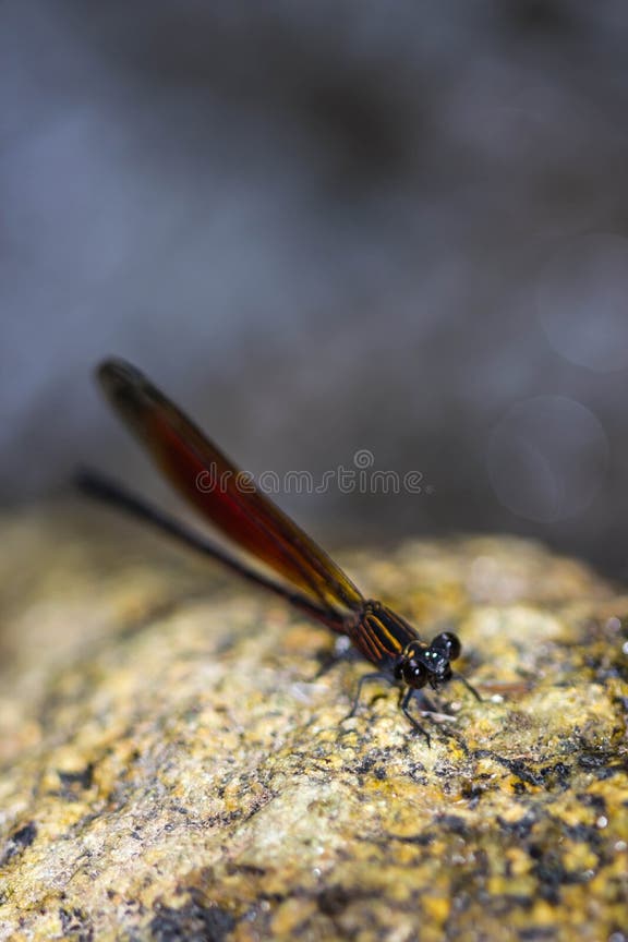 Damsel Flies stock photo. Image of closeup, body, wing - 61253150