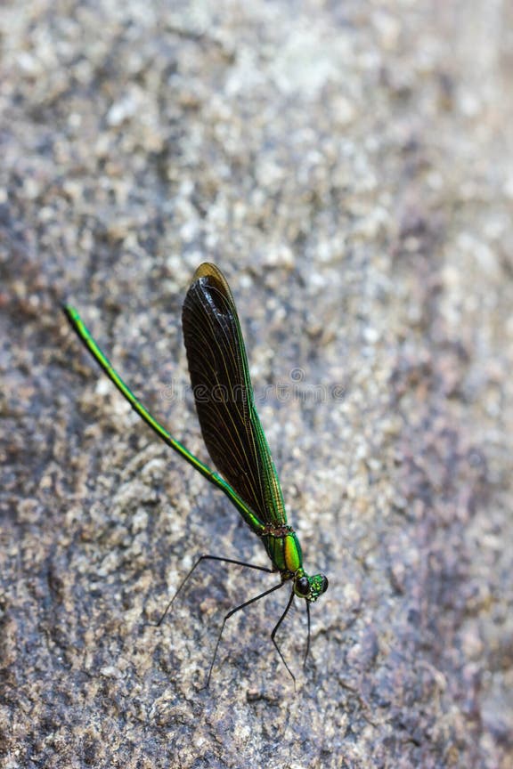 Damsel Flies at water fall stock photo. Image of macro - 70167466