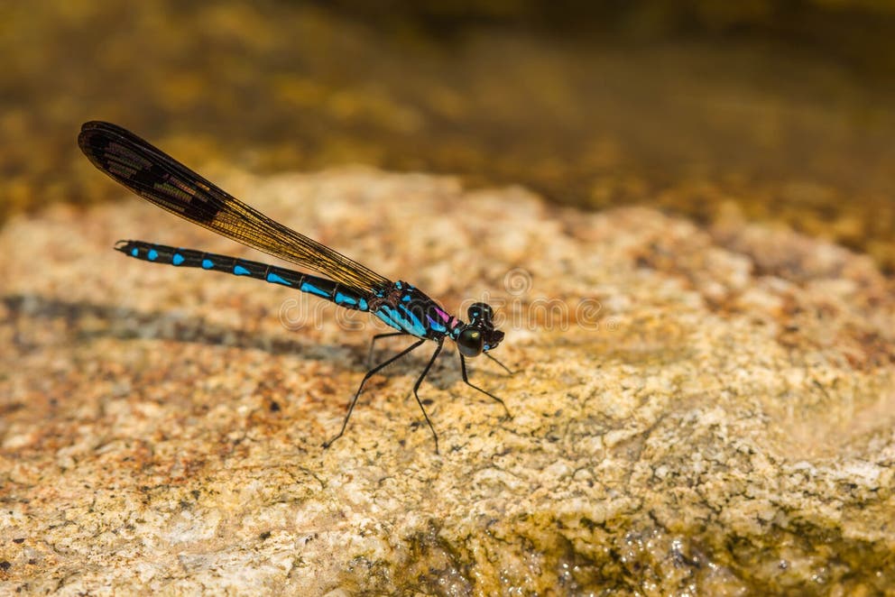 Damsel Flies at water fall stock image. Image of blue - 70167565