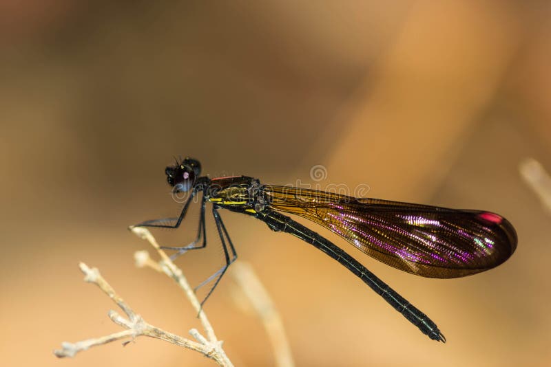 Damsel Flies at water fall stock photo. Image of insect - 70167572
