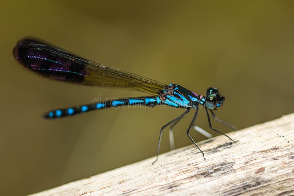 Damsel Flies at water fall stock photo. Image of blue - 70168106