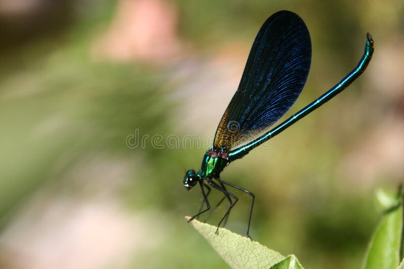Damsel-fly stock image. Image of closeup, blur, green - 1076305