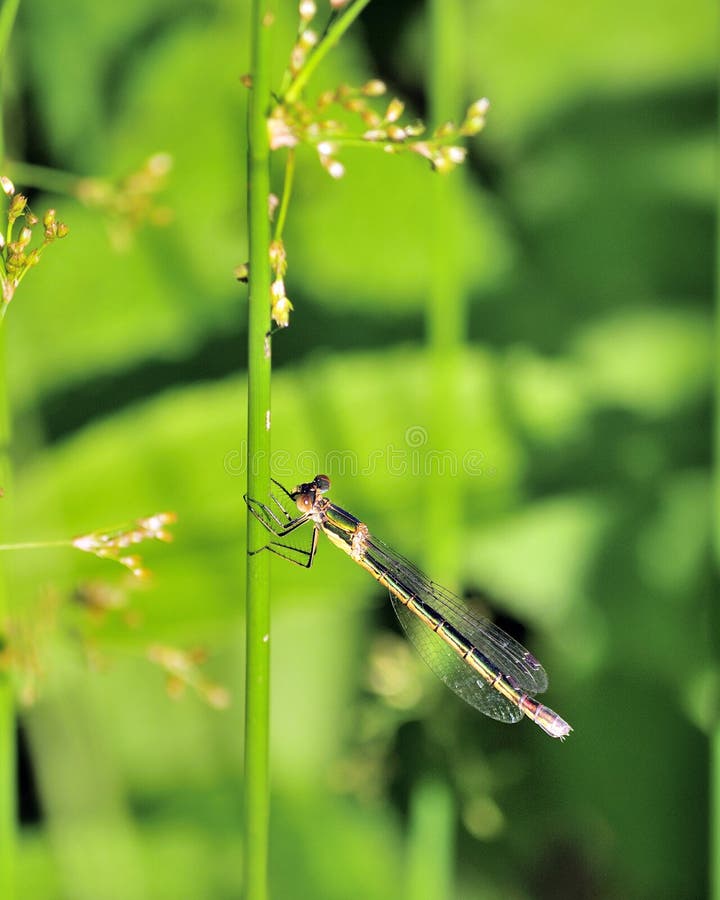 Damsel Fly stock photo. Image of insect, close, macro - 14804096