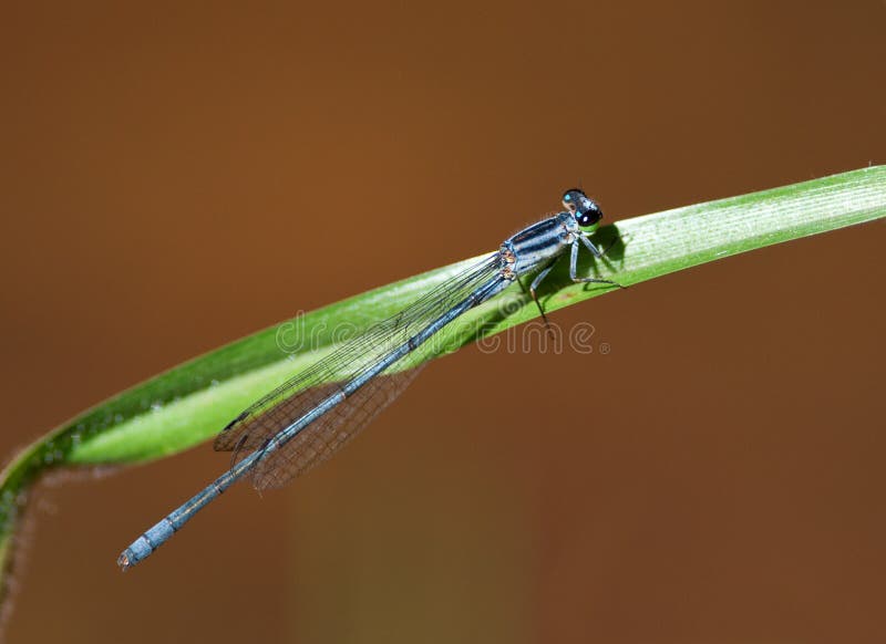 Damsel fly on leaf stock photo. Image of insect, stripes - 30645746