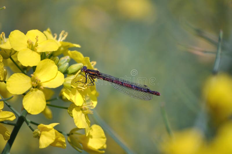 Damsel Fly on Yellow Flower Stock Photo - Image of flower, insect: 25479068