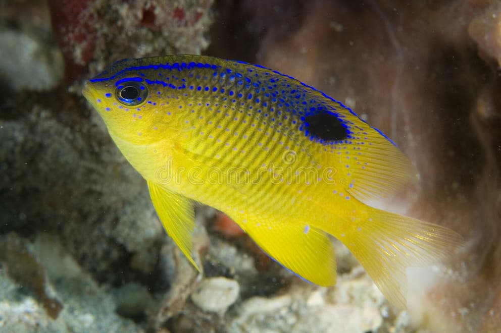 Damselfish De Juvenille Longifin Imagen de archivo - Imagen de florida ...