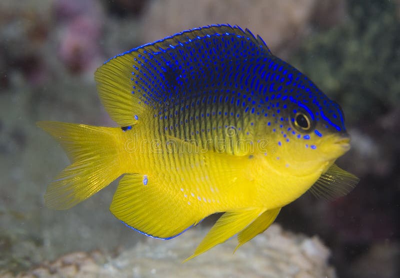 Pesce damigella di cacao fotografia stock. Immagine di alette - 7293050