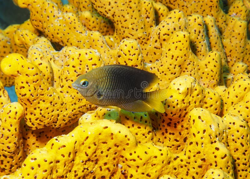 Damselfish and Orange Sponge Stock Photo - Image of damselfish, bonaire ...