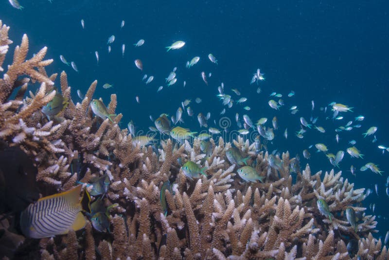 Damselfishes and Coral stock image. Image of chromis - 94562129