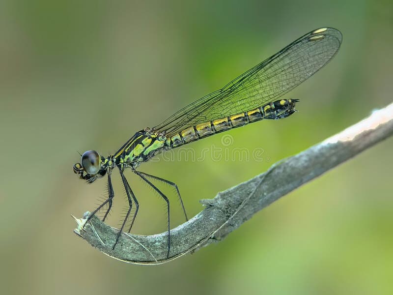 Damselflies стоковое фото. изображение насчитывающей заказ - 137552478